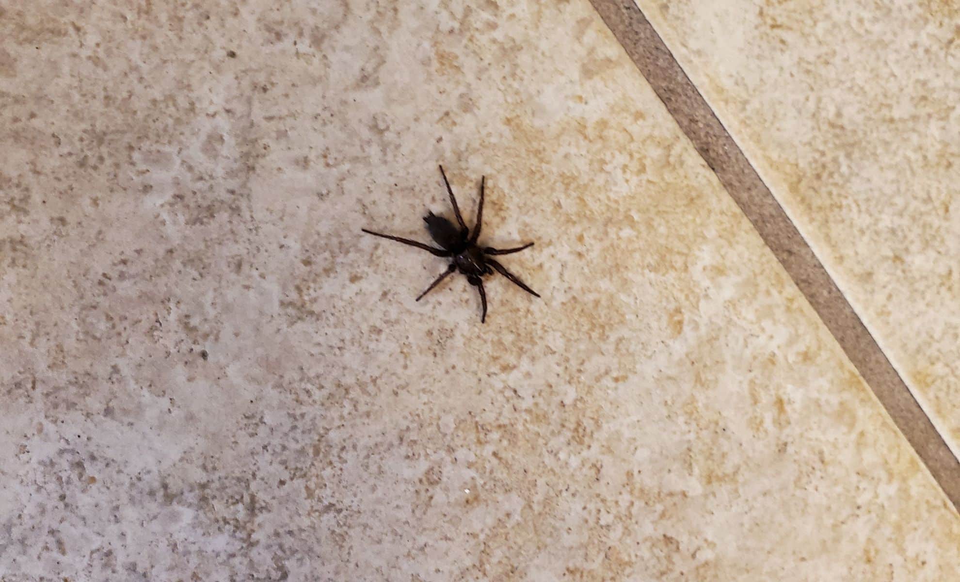 Why You Should Stop Crushing Spiders in Your Home Immediately